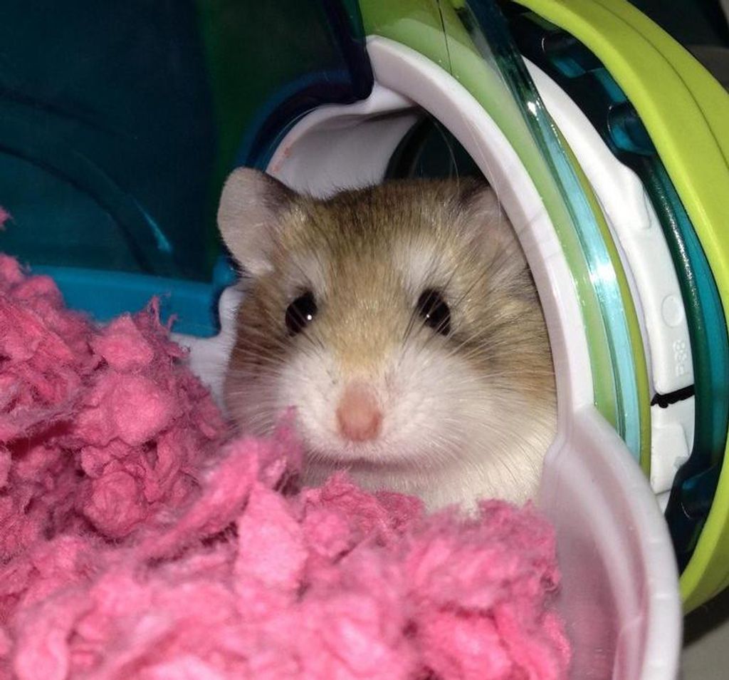 Exploring the World of Roborovski Dwarf Hamsters – Mammals Guide