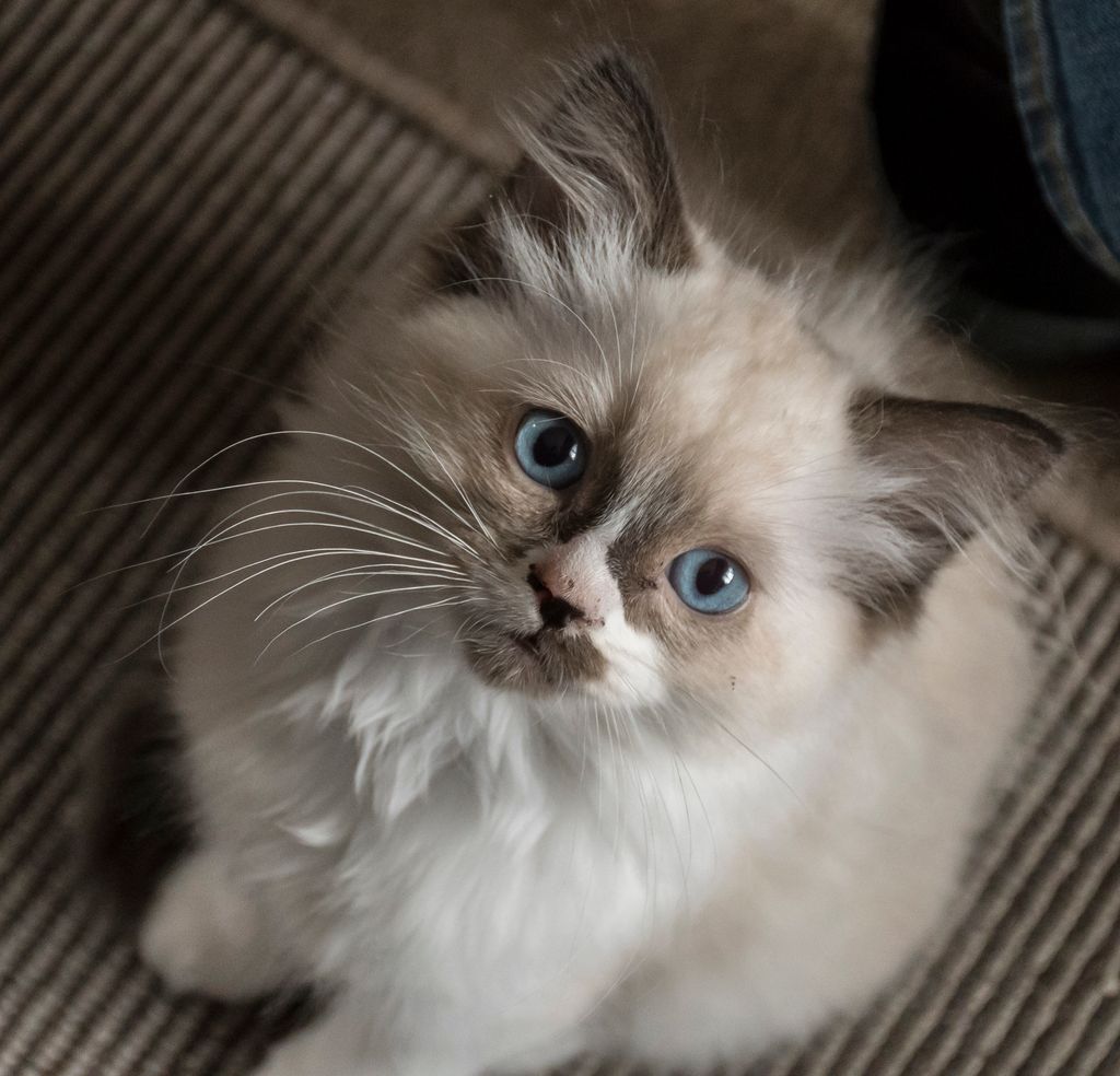 All About Ragdoll Cats: Temperament, Care, and Quirks – Mammals Guide