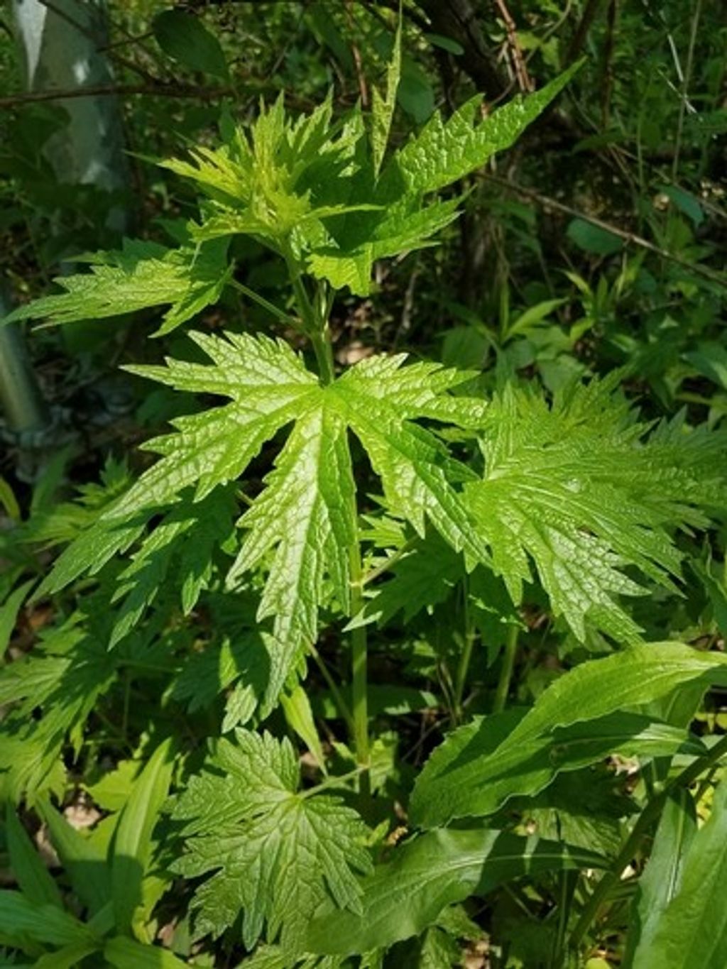 Buiten Wiet Kweken: Tips en Trucs - Wiet.info