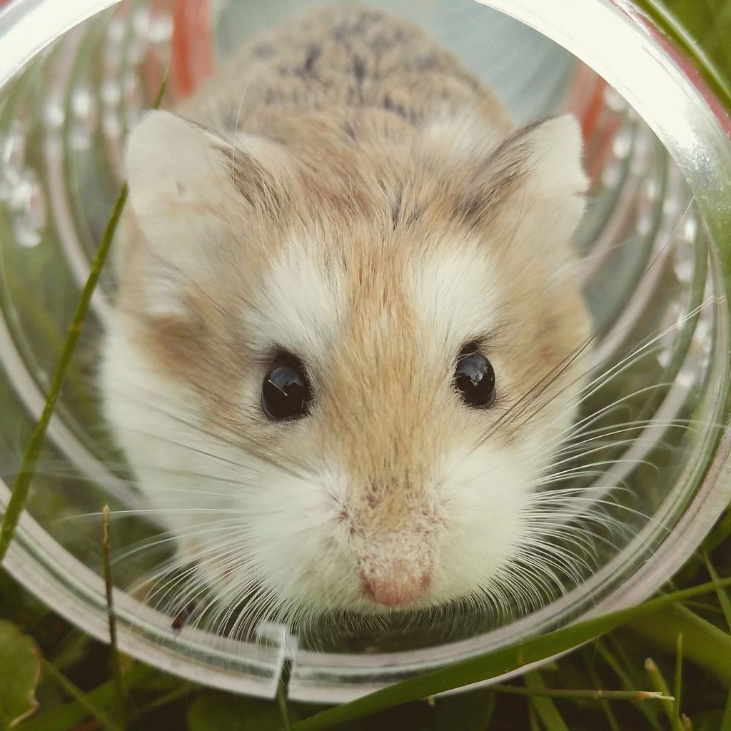 Exploring Rare Hamster Breeds: Armenian Hamster and Turkish Hamster ...