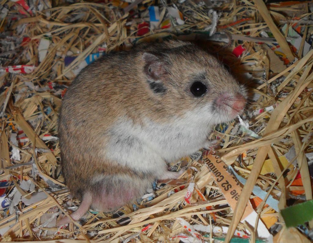 Chinese Hamsters 101: The Ultimate Care Guide – Mammals Guide