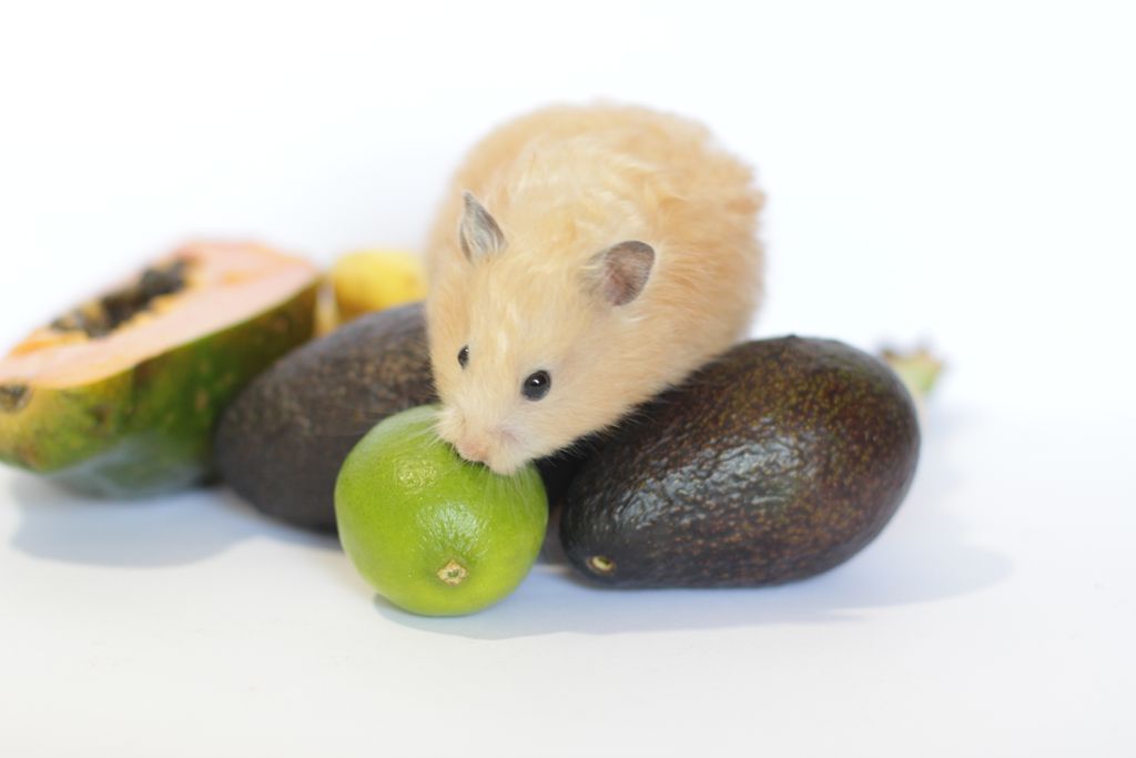 Top 10 Playful Toys for Your Hamster – Mammals Guide