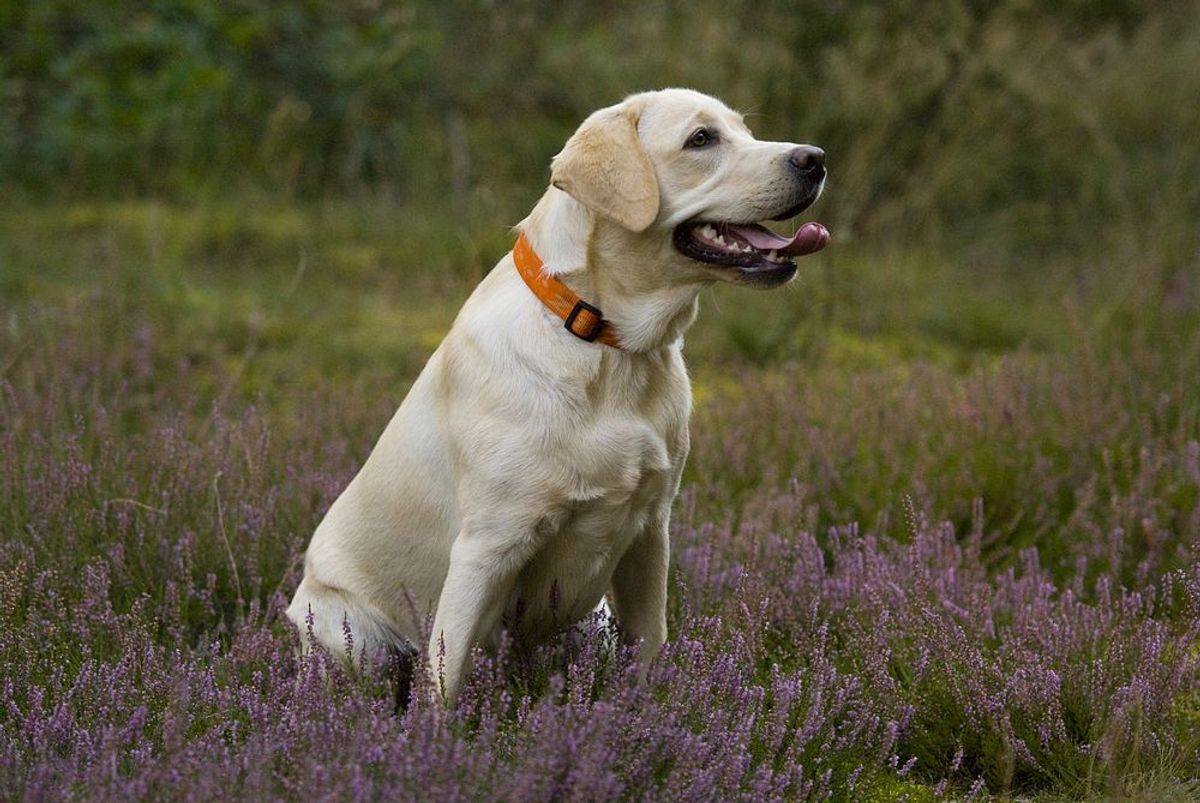 Understanding the Loyal Labrador: Characteristics and Care - Pre Chewed