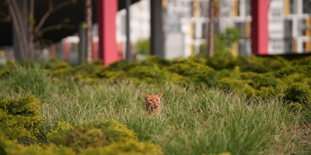 How To Surrender A Cat: A Responsible Guide | Cat Boarding Hotel Laguna ...