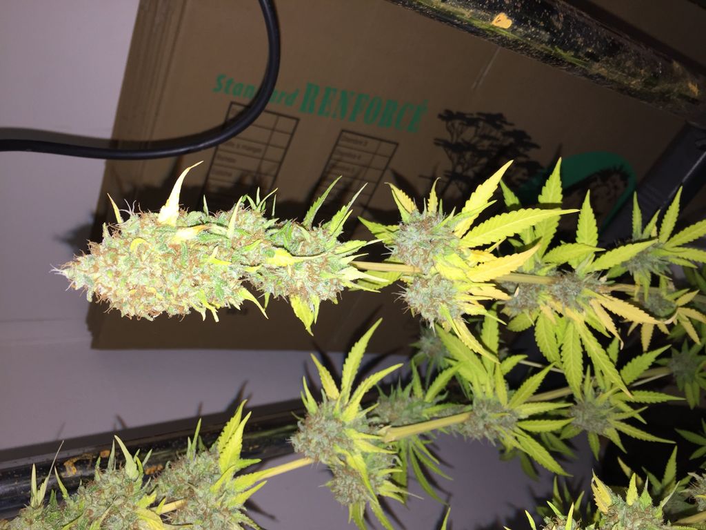 Speciale Kush 1 Wietzaden - Wiet.info