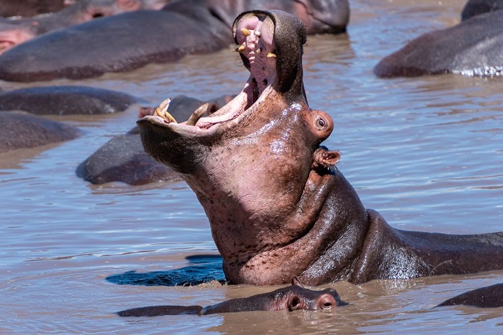 Chinese Hamsters: An Uncommon but Fascinating Pet – Mammals Guide